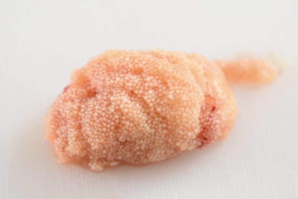 The Intrepid Eater - How to Make Cured Pike Roe