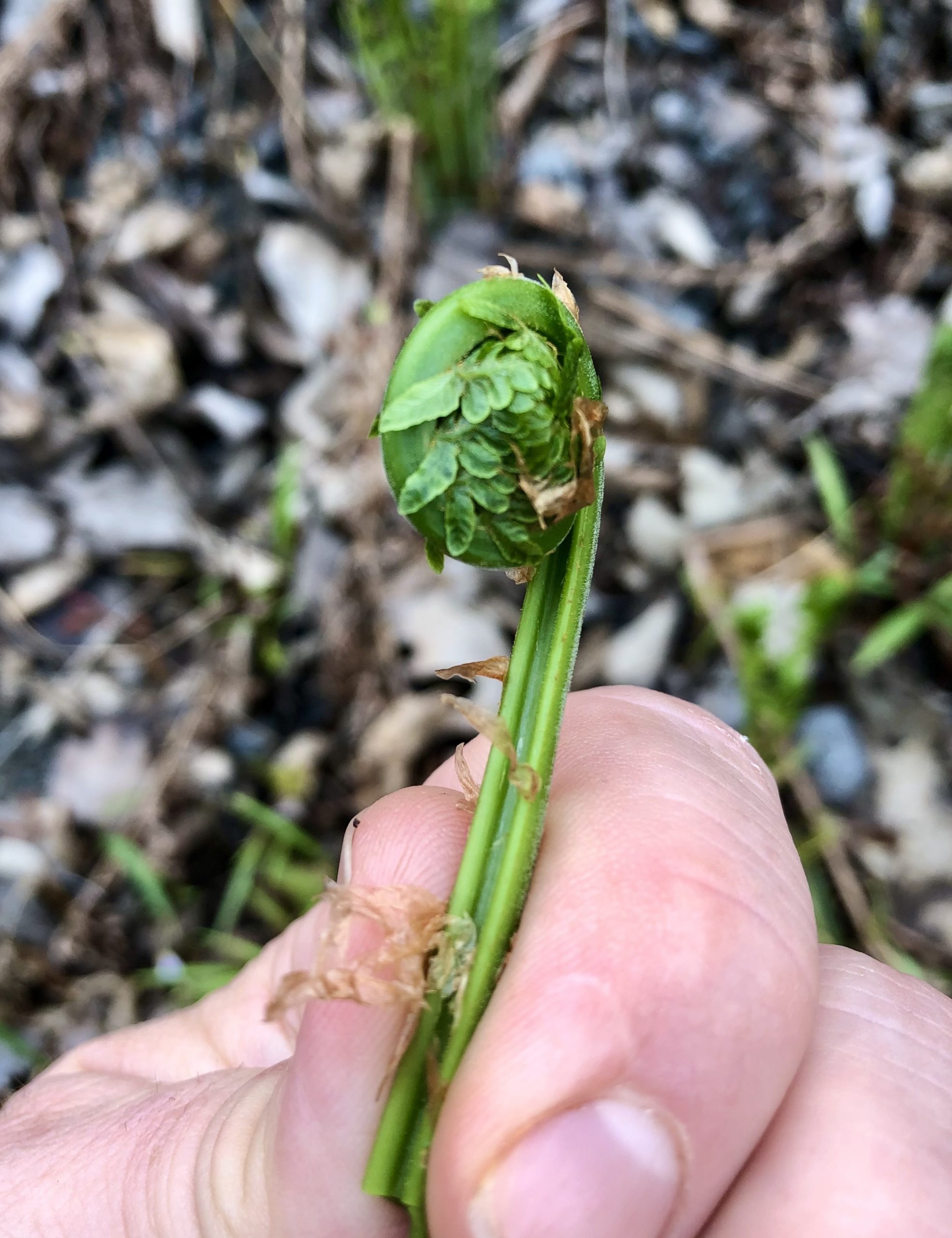 How to Forage for Fiddleheads - The Intrepid Eater