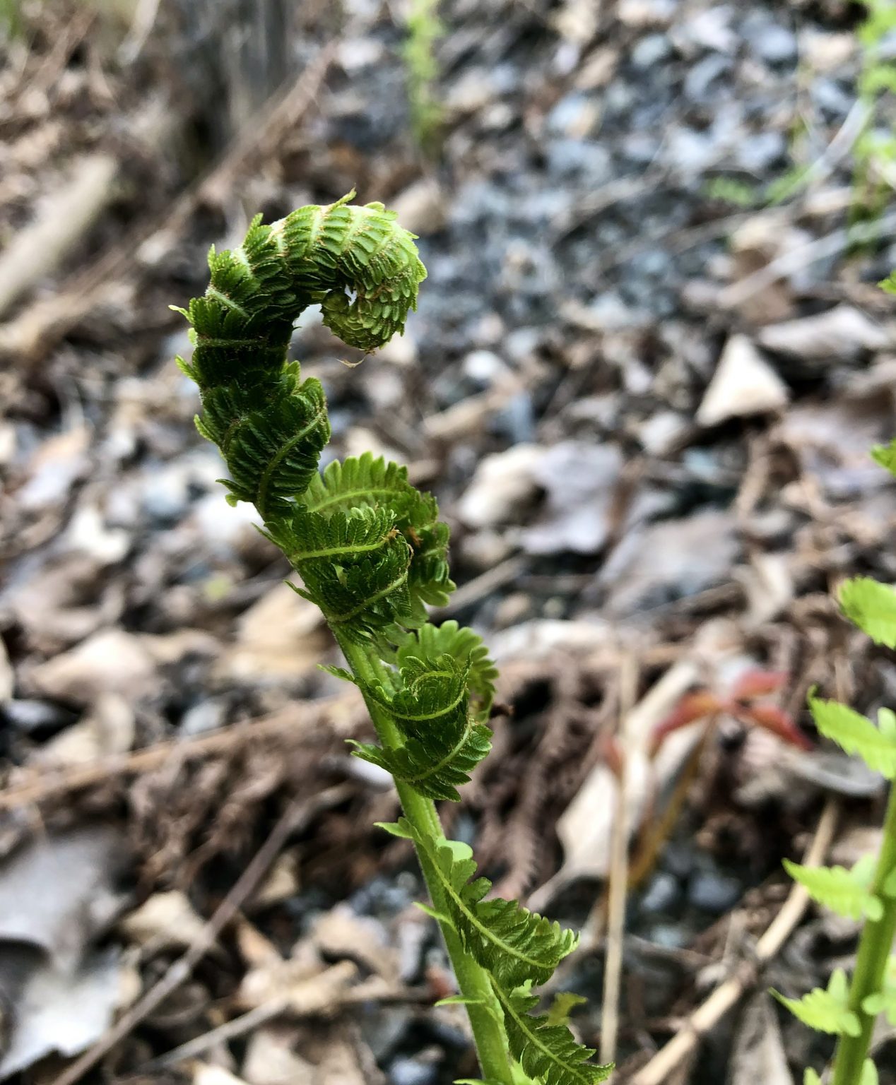 How to Forage for Fiddleheads - The Intrepid Eater