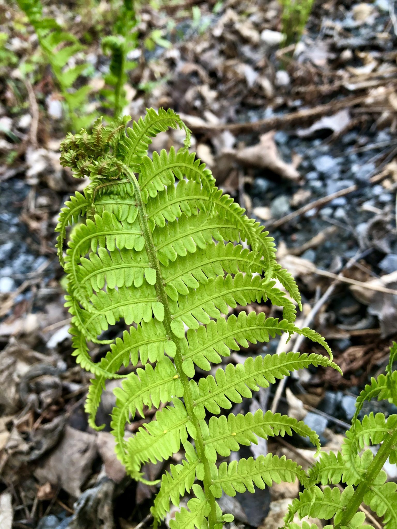 How to Forage for Fiddleheads - The Intrepid Eater