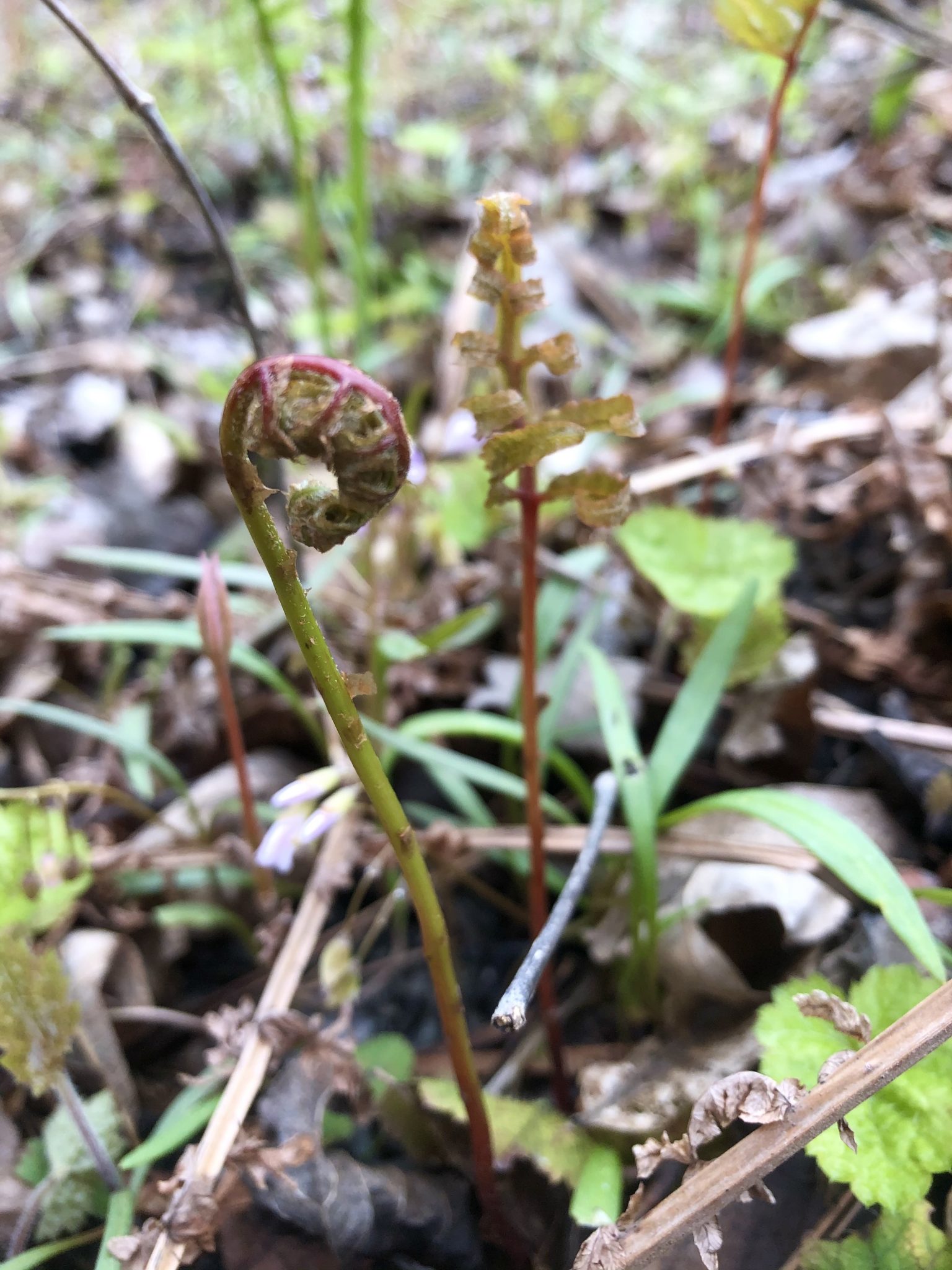 How to Forage for Fiddleheads - The Intrepid Eater