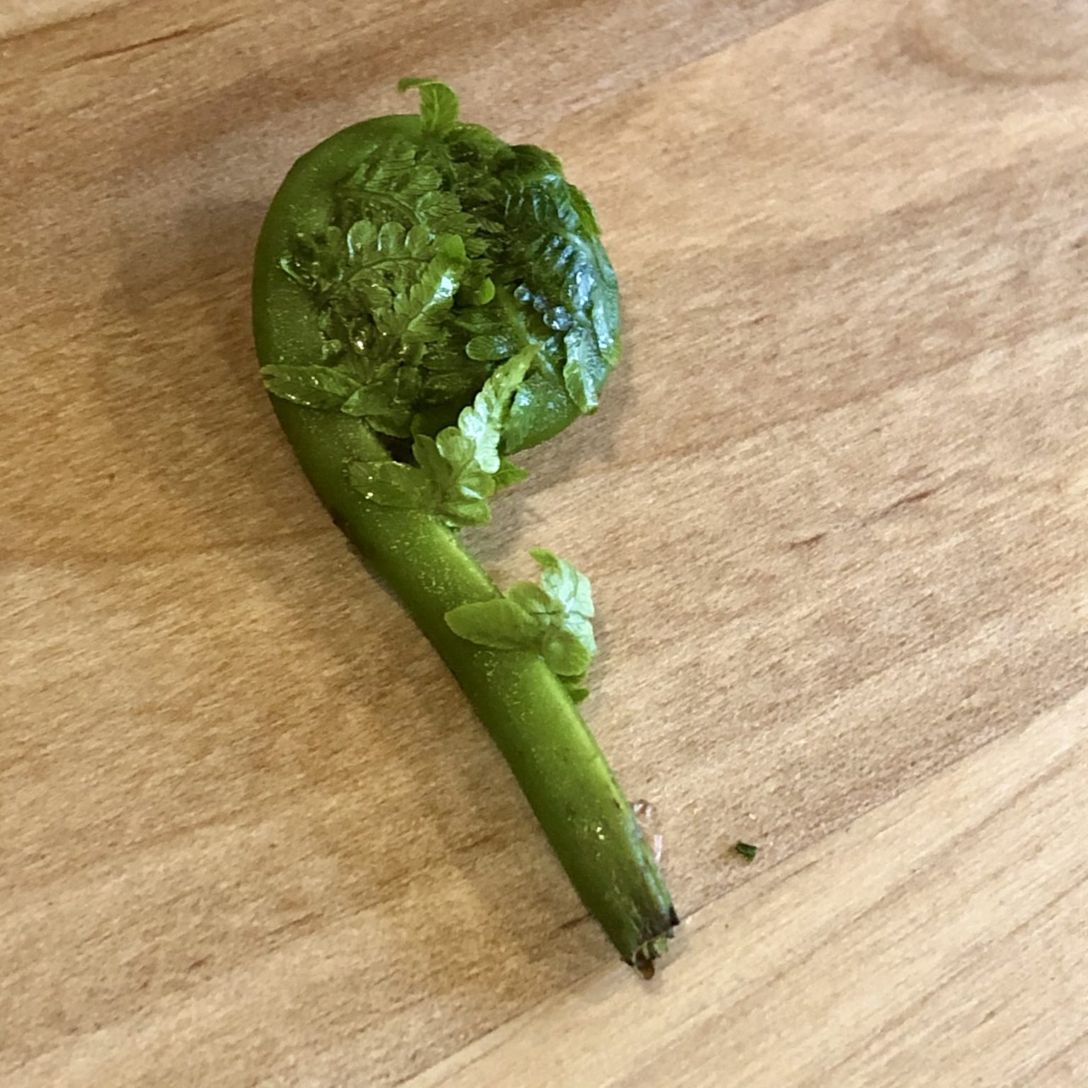 How to Forage for Fiddleheads - The Intrepid Eater