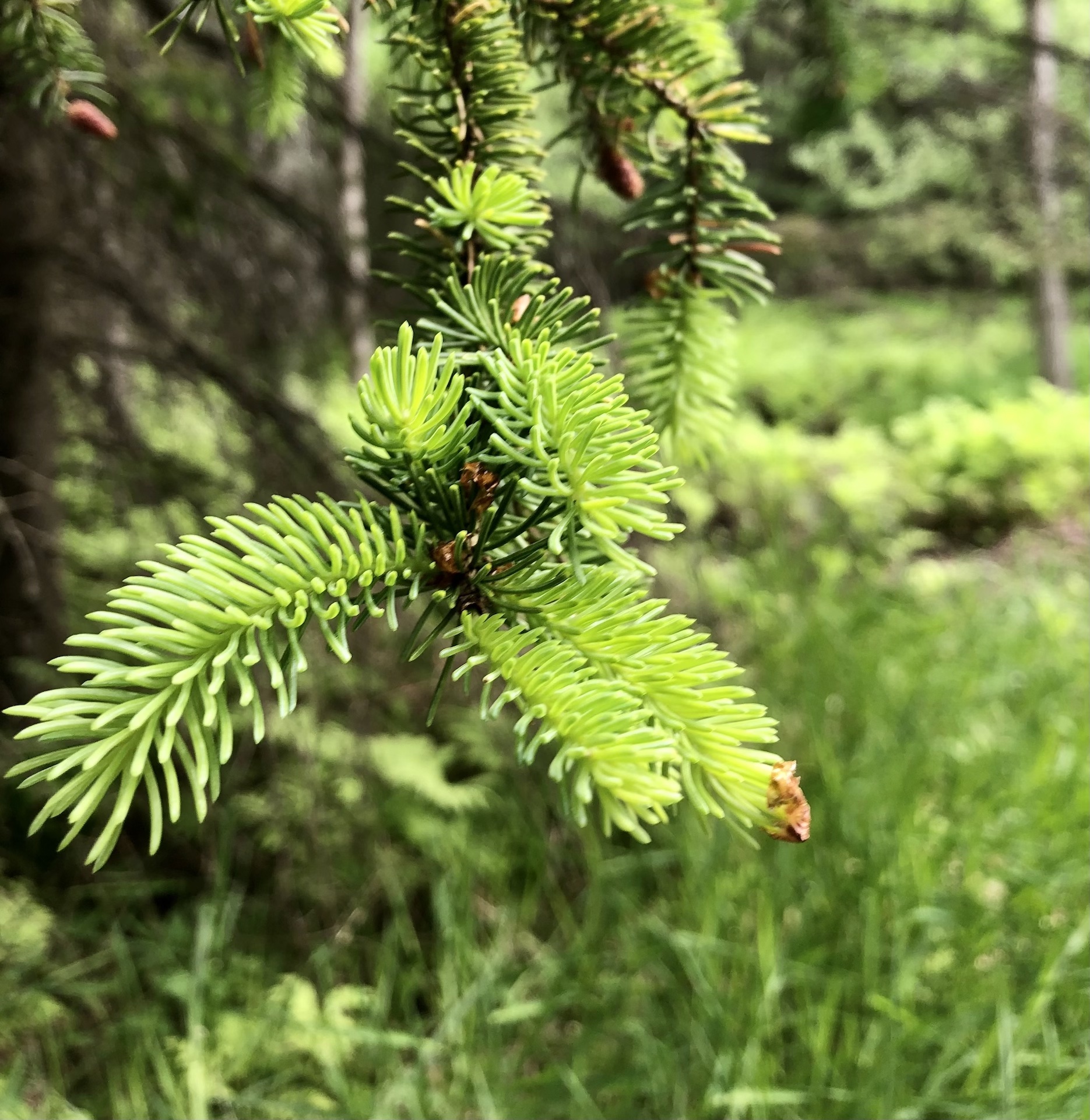 How to Make Spruce Salt - Recipes - The Intrepid Eater