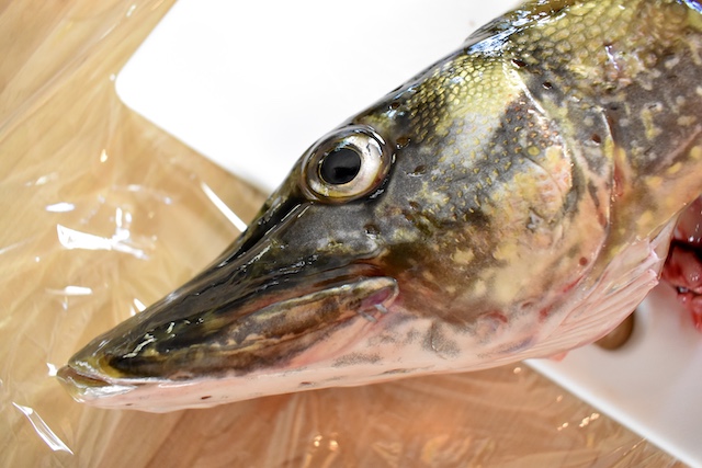 How to Break Down a Northern Pike - No Bones - The Intrepid Eater