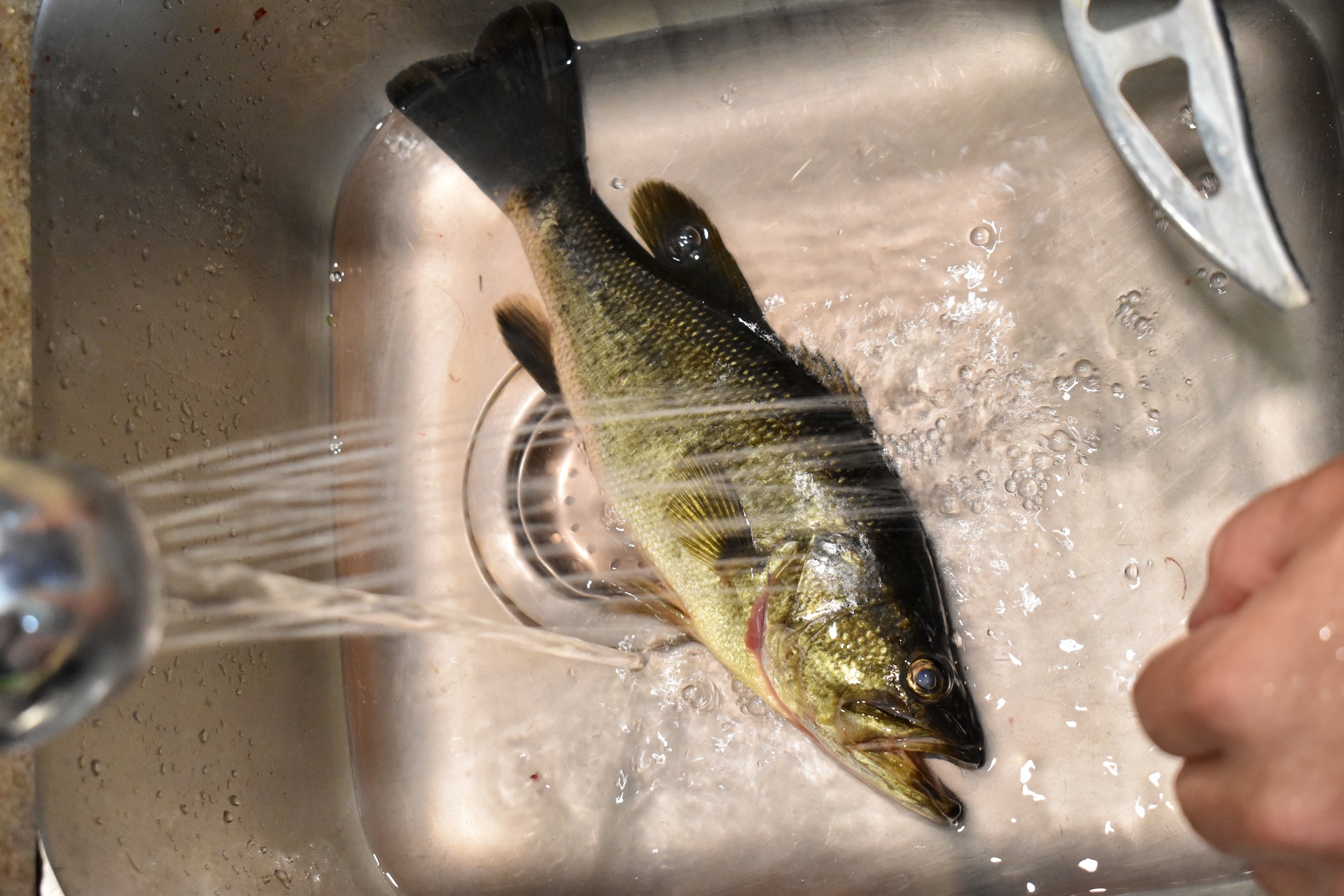 How to: Preparing a Whole Bass - The Intrepid Eater