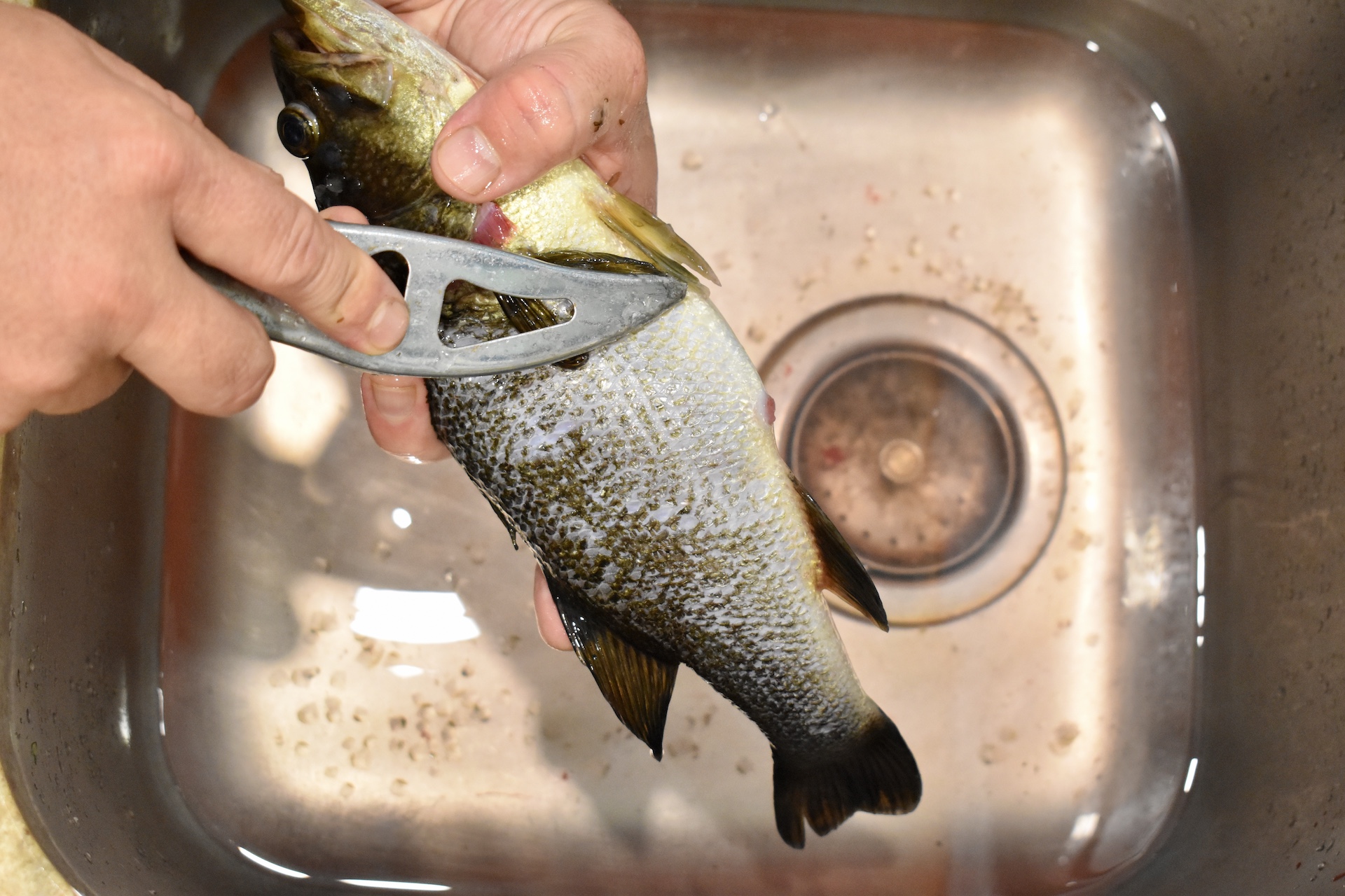 How to: Preparing a Whole Bass - The Intrepid Eater