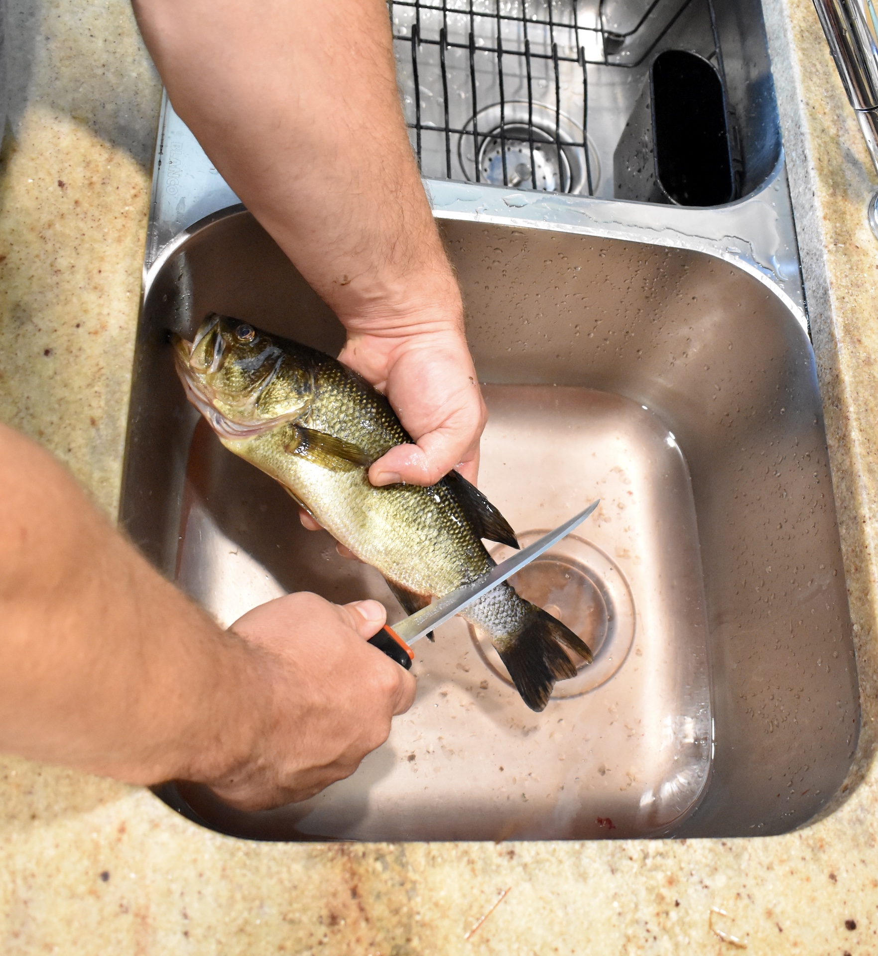 How to: Preparing a Whole Bass - The Intrepid Eater