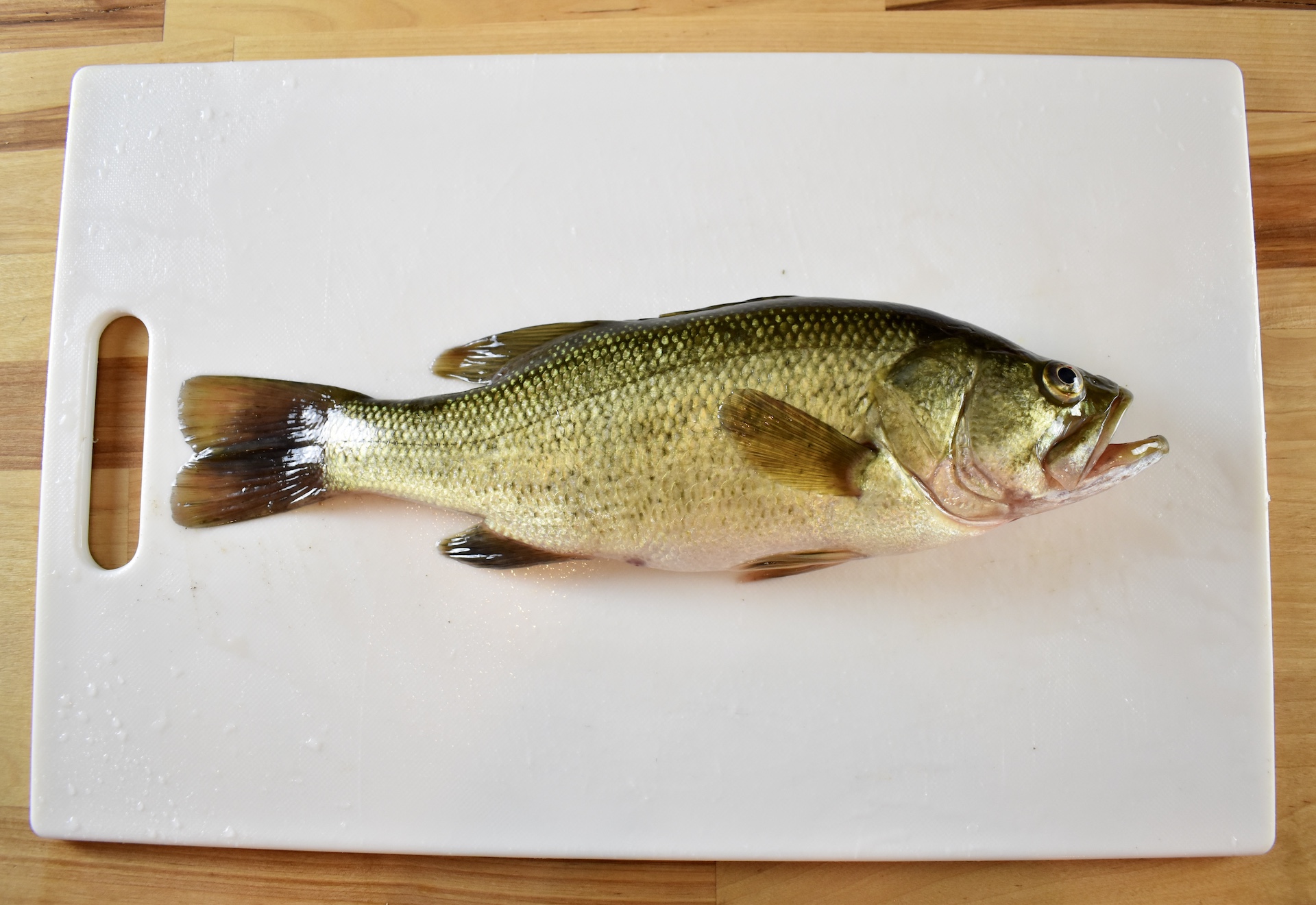 How to Fillet a Bass - How-to - The Intrepid Eater