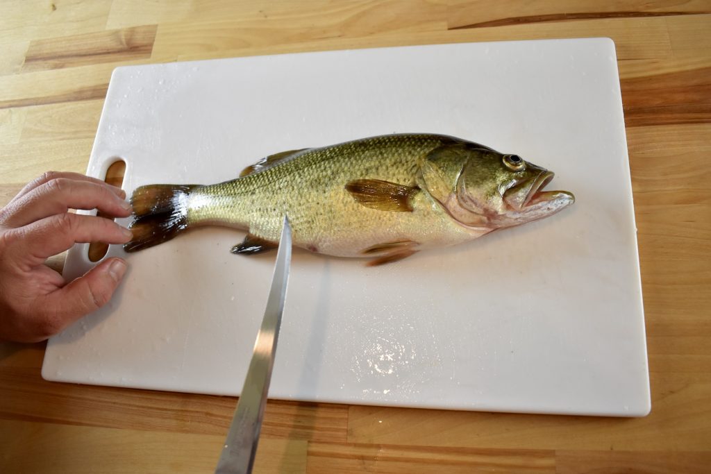 How to Fillet a Bass - How-to - The Intrepid Eater