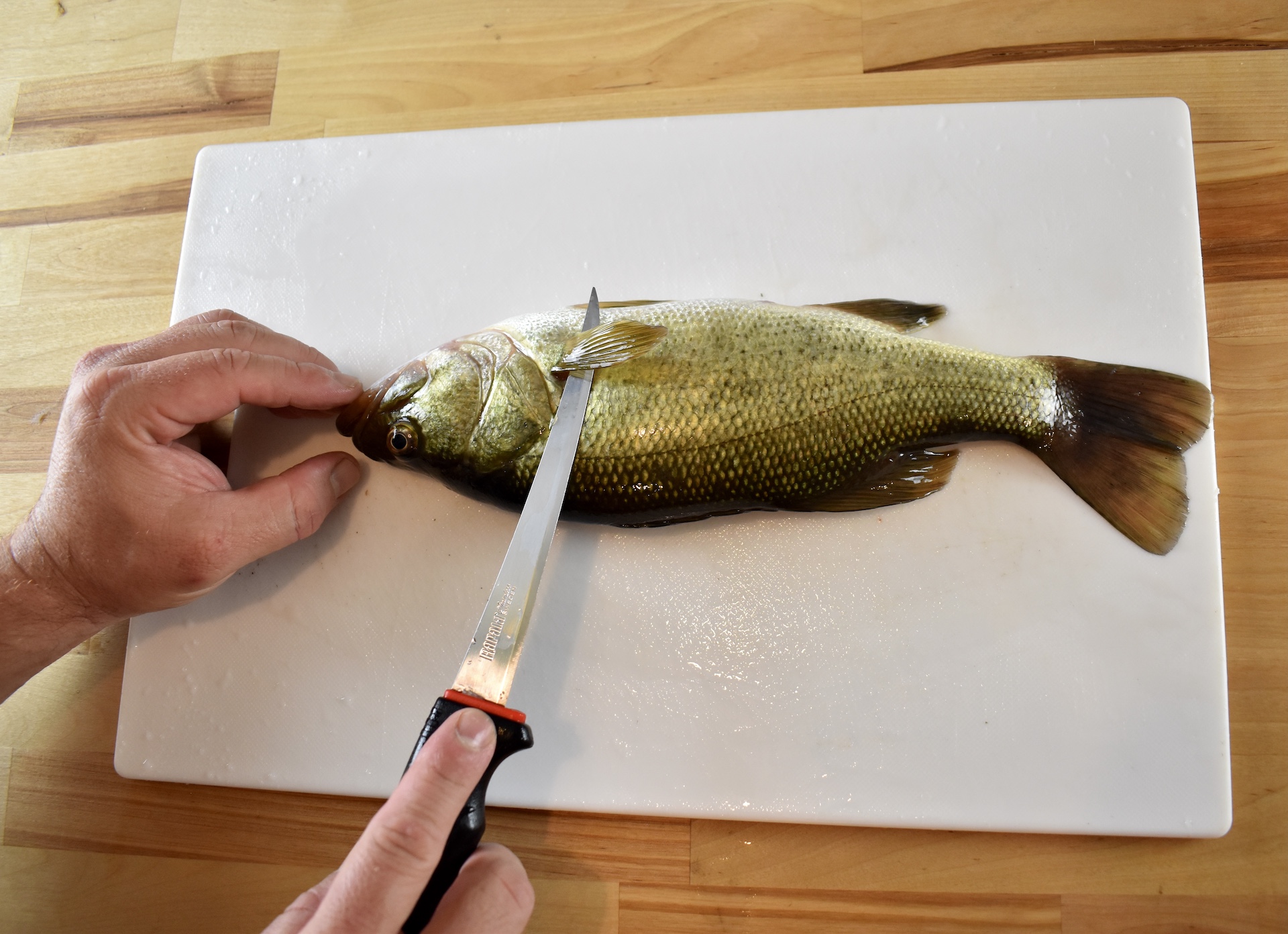 How to Fillet a Bass - How-to - The Intrepid Eater