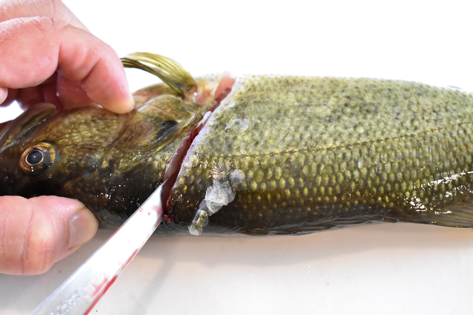 How to Fillet a Bass - How-to - The Intrepid Eater