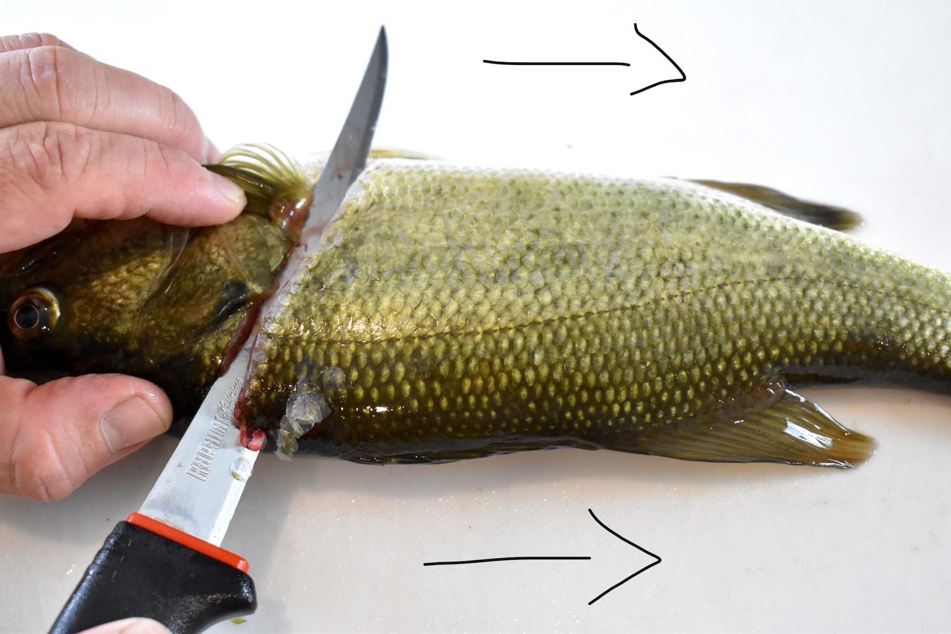 How to Fillet a Bass - How-to - The Intrepid Eater