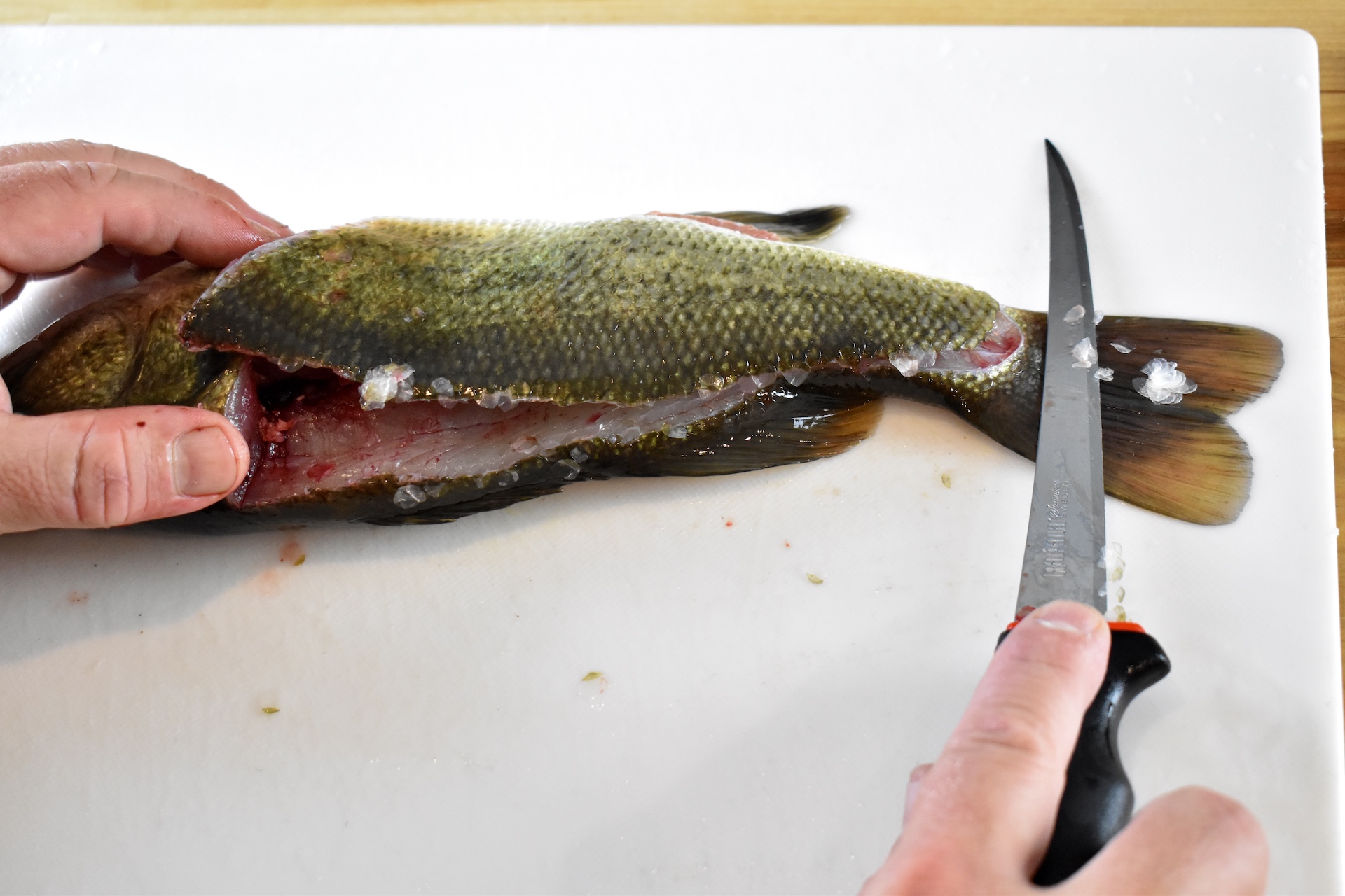 How to Fillet a Bass - How-to - The Intrepid Eater