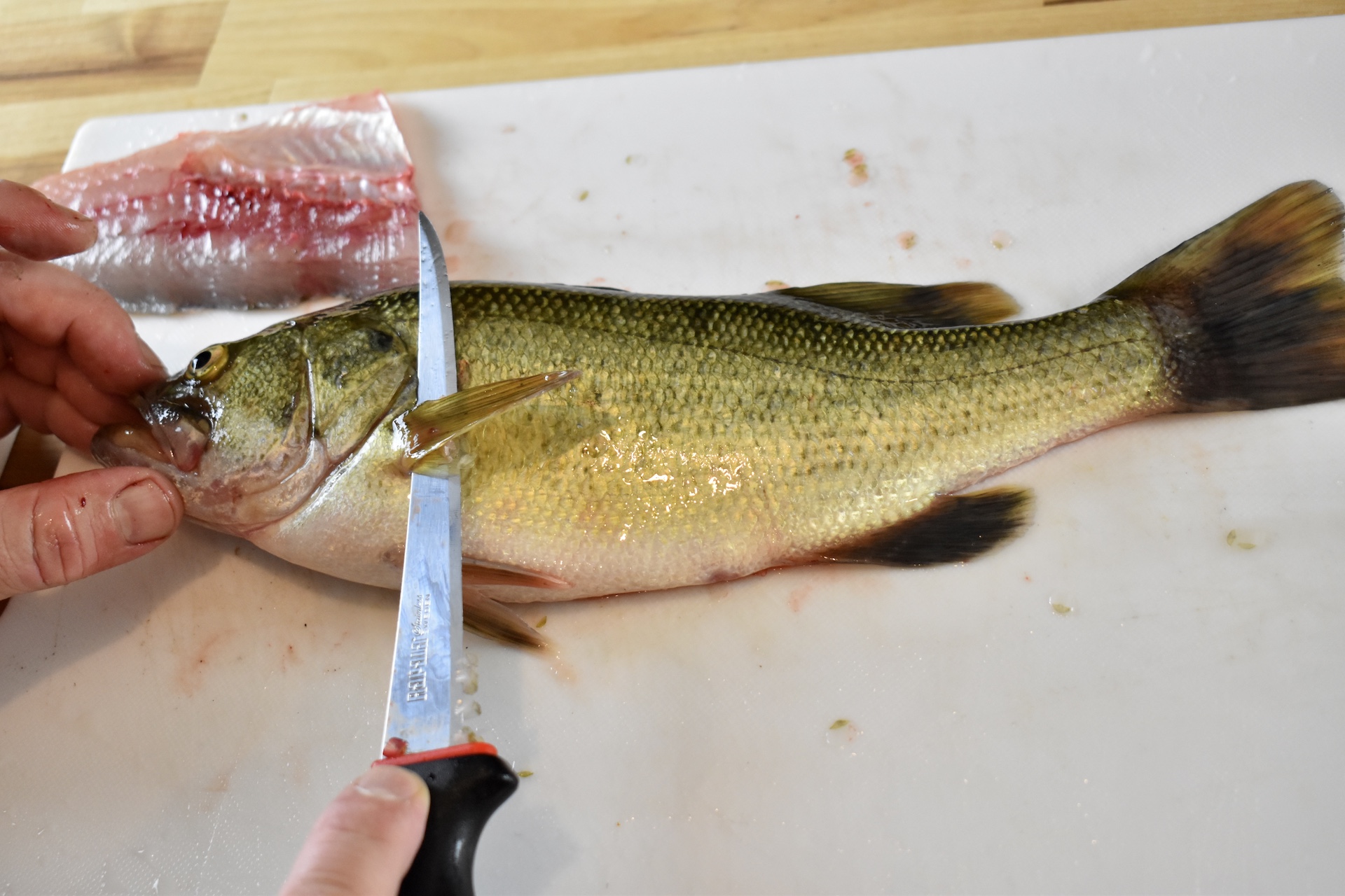 How to Fillet a Bass - How-to - The Intrepid Eater