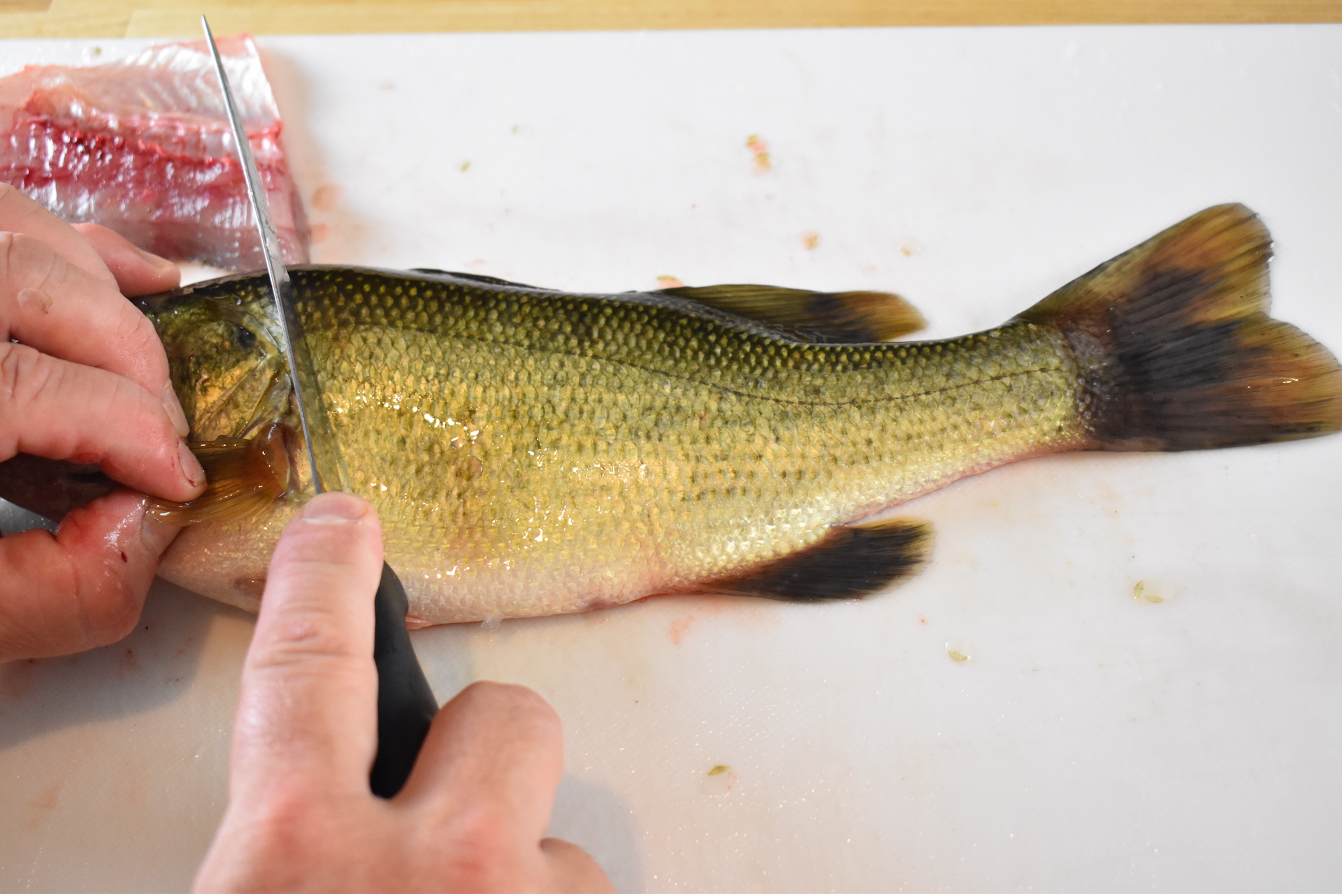 How to Fillet a Bass - How-to - The Intrepid Eater