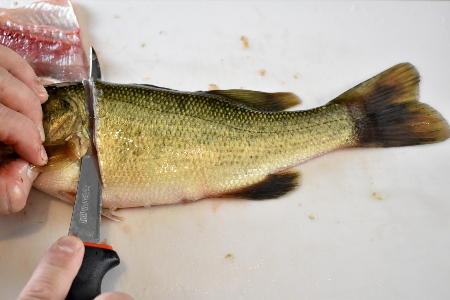 How to Fillet a Bass - How-to - The Intrepid Eater