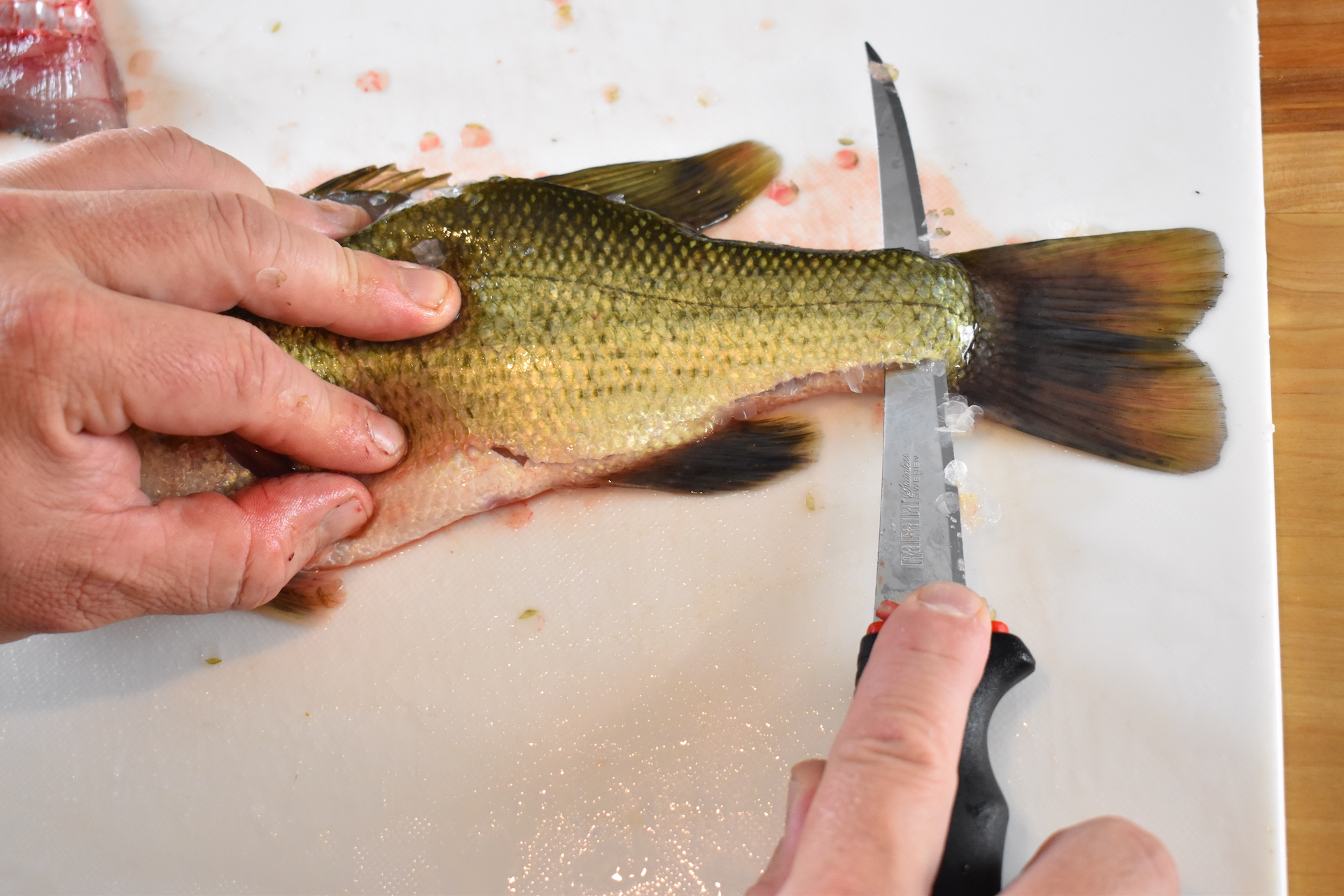How to Fillet a Bass - How-to - The Intrepid Eater