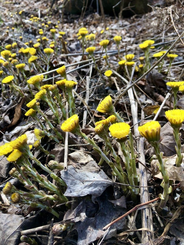 Japanese Coltsfoot Gomae - Recipes - The Intrepid Eater